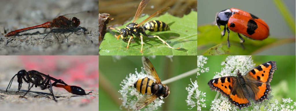 Künstliche Intelligenz – KInsecta