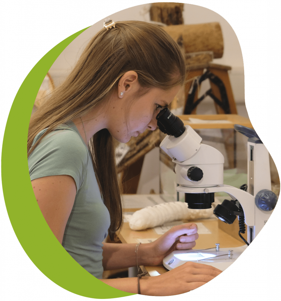 Insekten – KInsecta