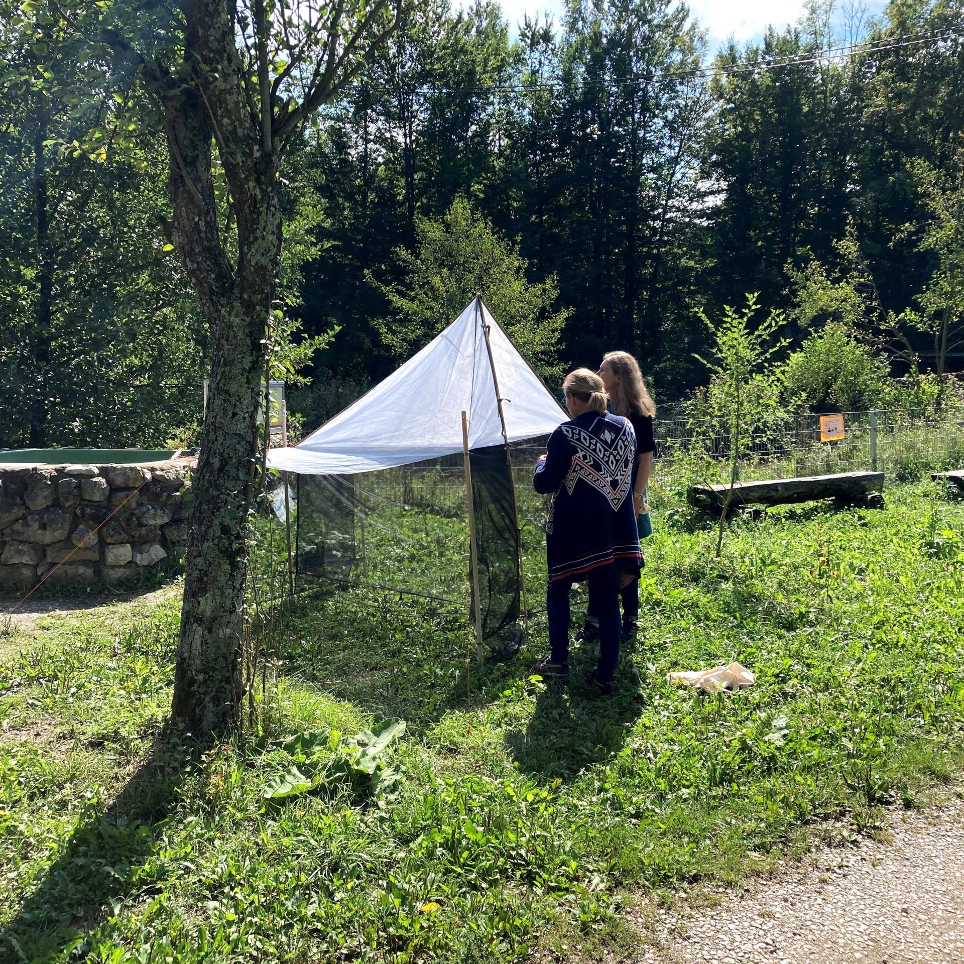 Projekt – KInsecta