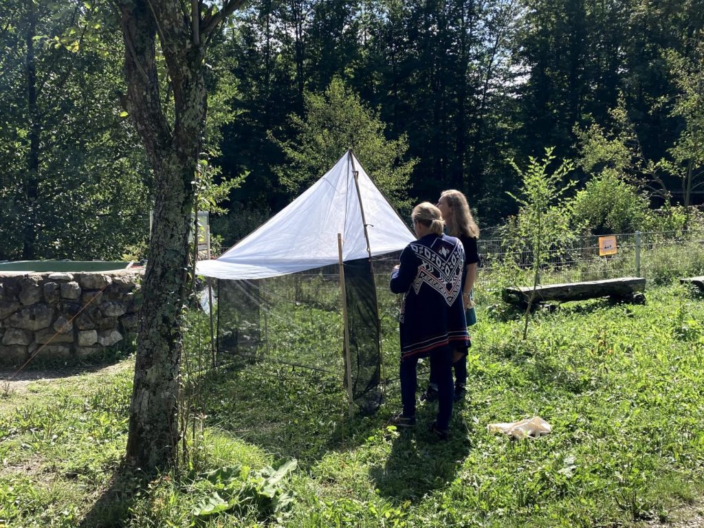 Entwicklung – KInsecta