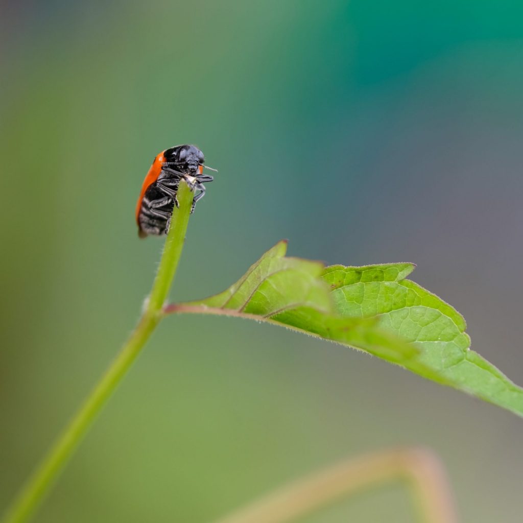 Projekt – KInsecta